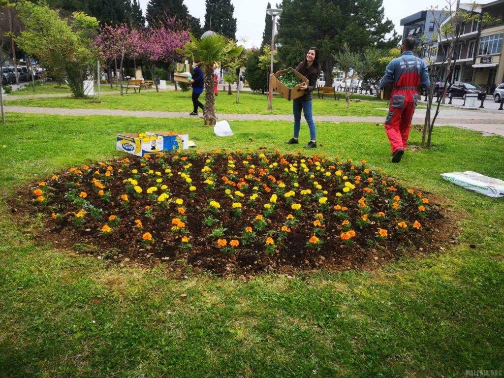 MALESIA.ORG - Tuz, Malësi - SHPK “Komunale” - Tuz, mbjellë lule ...